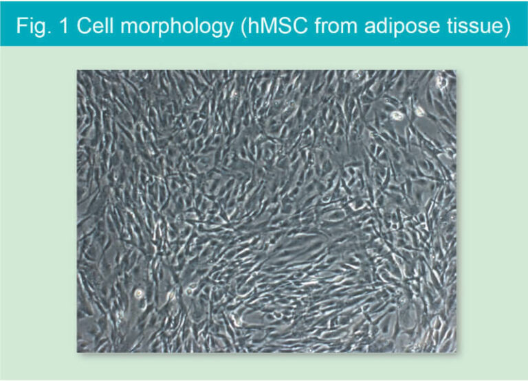 CiMS™ Human Mesenchymal Stem Cells - Iwai North America Inc.