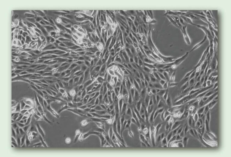 RELAR™ RPTEC - Iwai North America Inc.